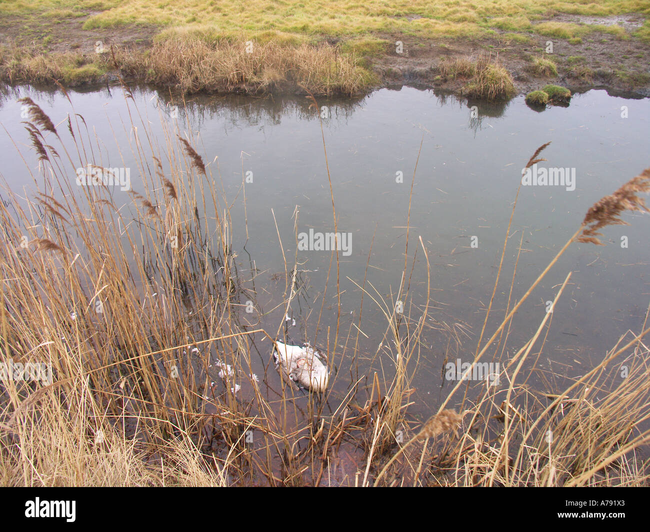 Dead geese hi-res stock photography and images - Alamy