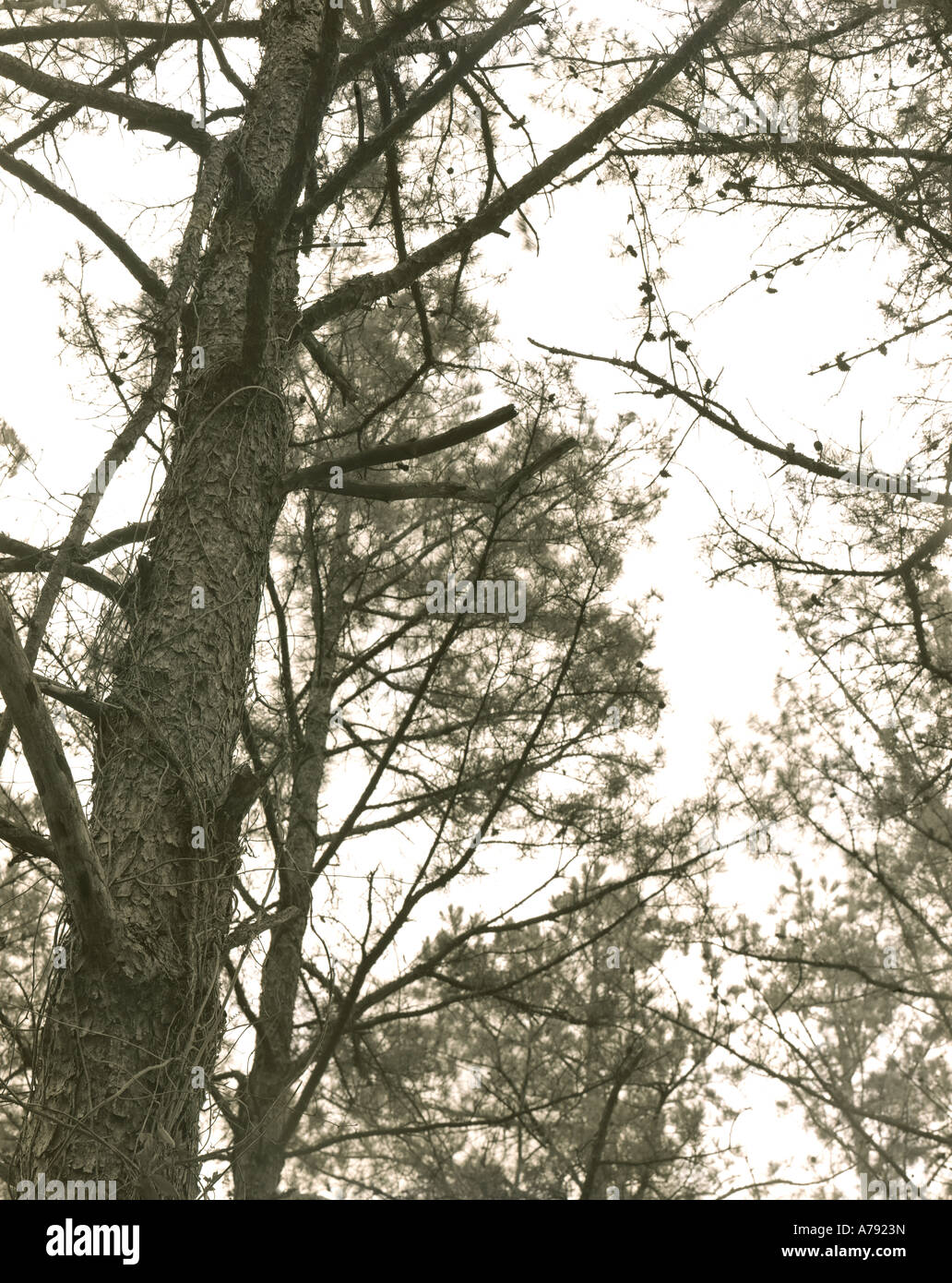 Pine tree background Stock Photo - Alamy