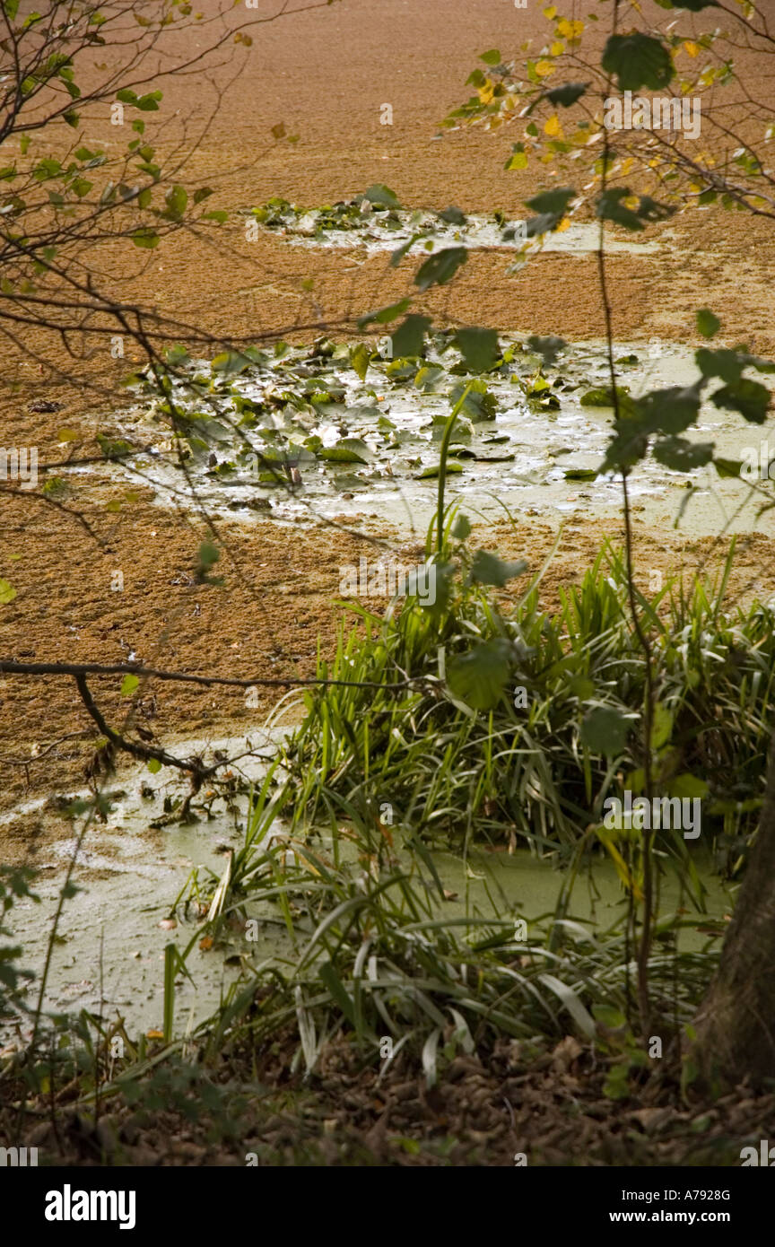 Invasive lake weed Stock Photo - Alamy