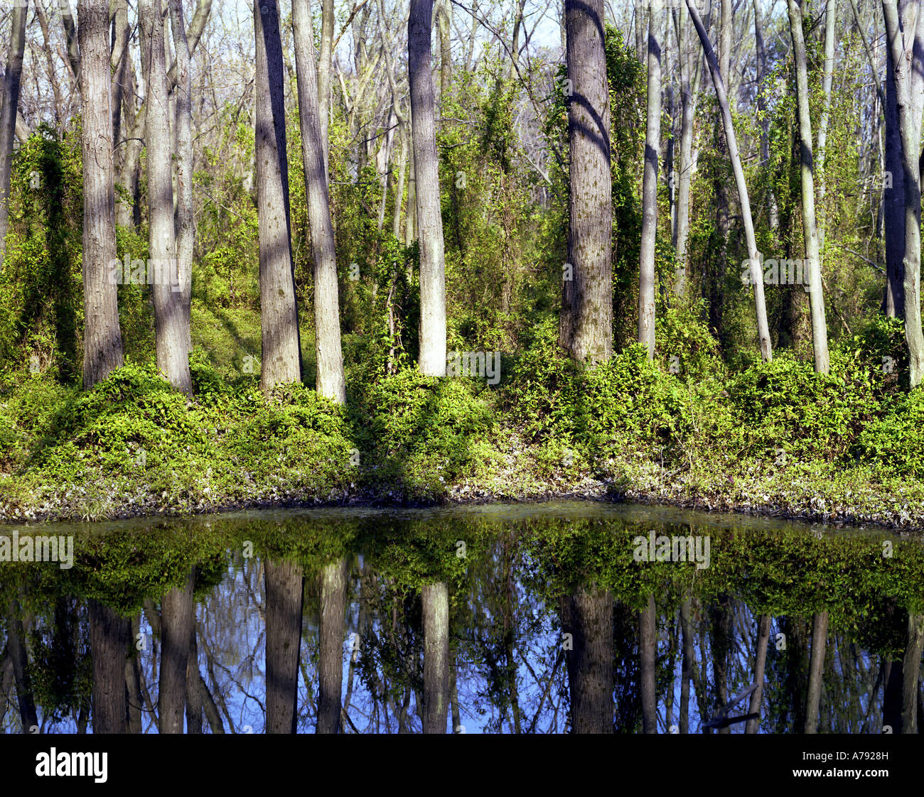 Forest pond and reflection Stock Photo - Alamy
