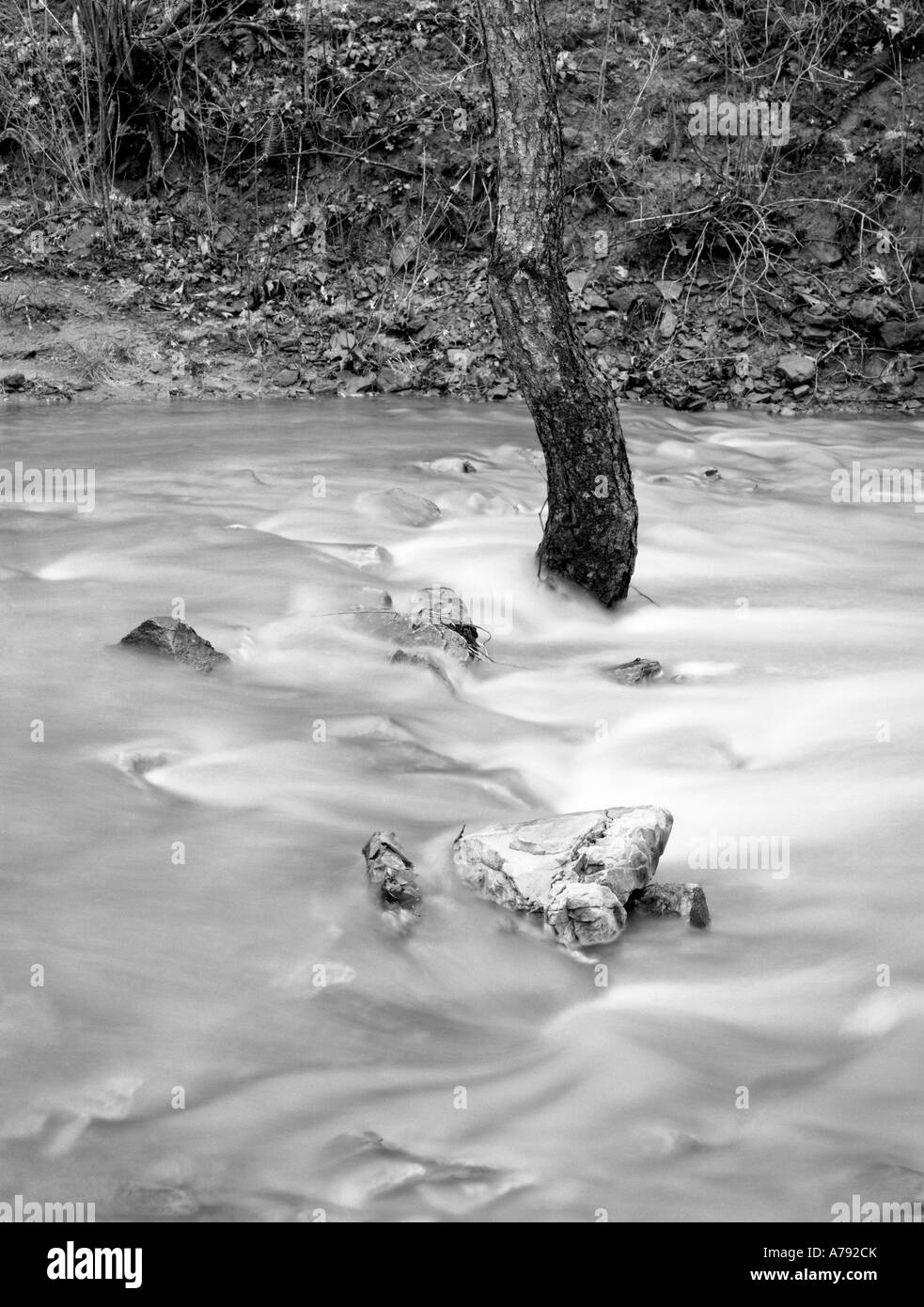 Solitary tree by swollen spring run-off stream Stock Photo - Alamy