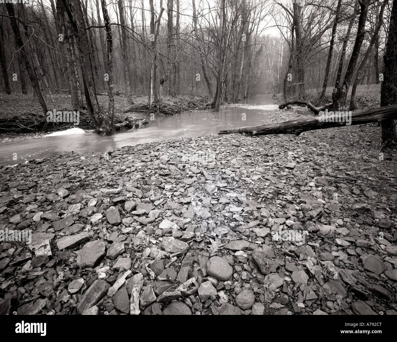 Small stream in forest and river bank Stock Photo - Alamy