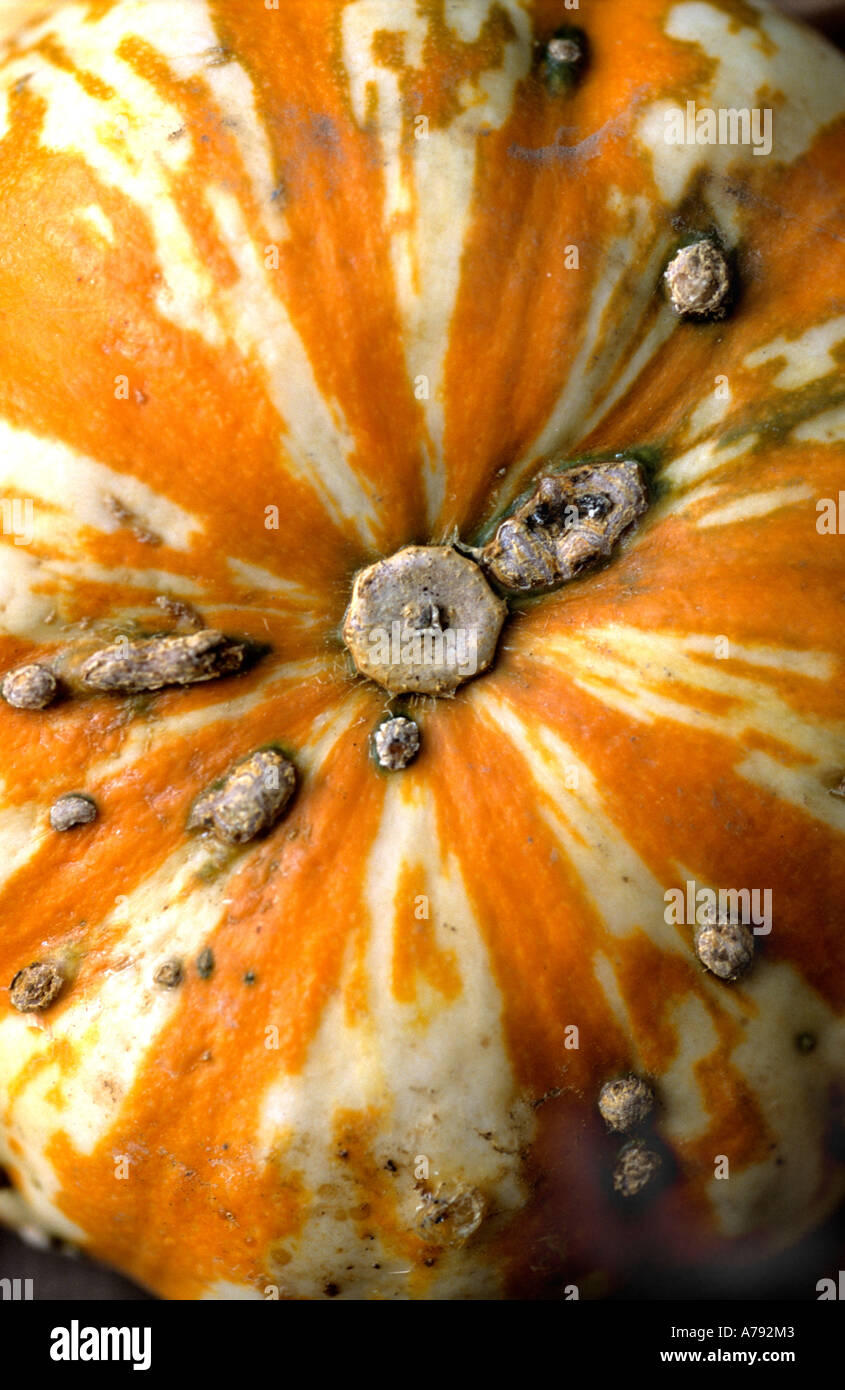 ENGLISH SWEET LIGHTENING SQUASH Stock Photo - Alamy