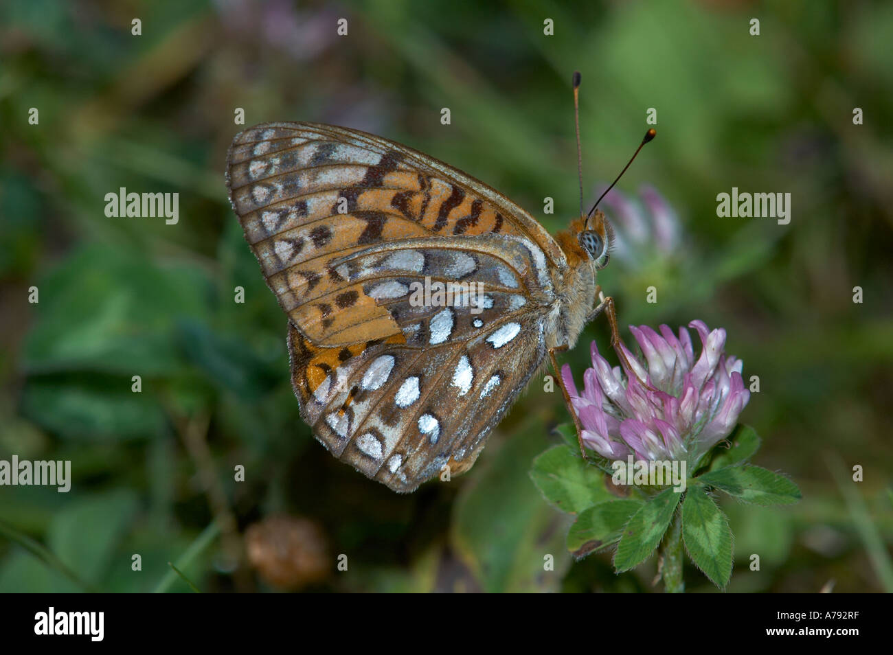 Atlantis Fritillary Butterfly Stock Photo - Alamy