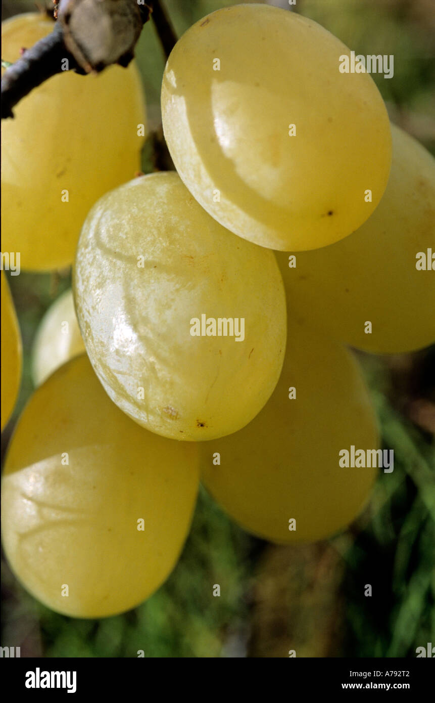 BUNCH of GREEN GRAPES Imported Italian seeded grapes Stock Photo - Alamy