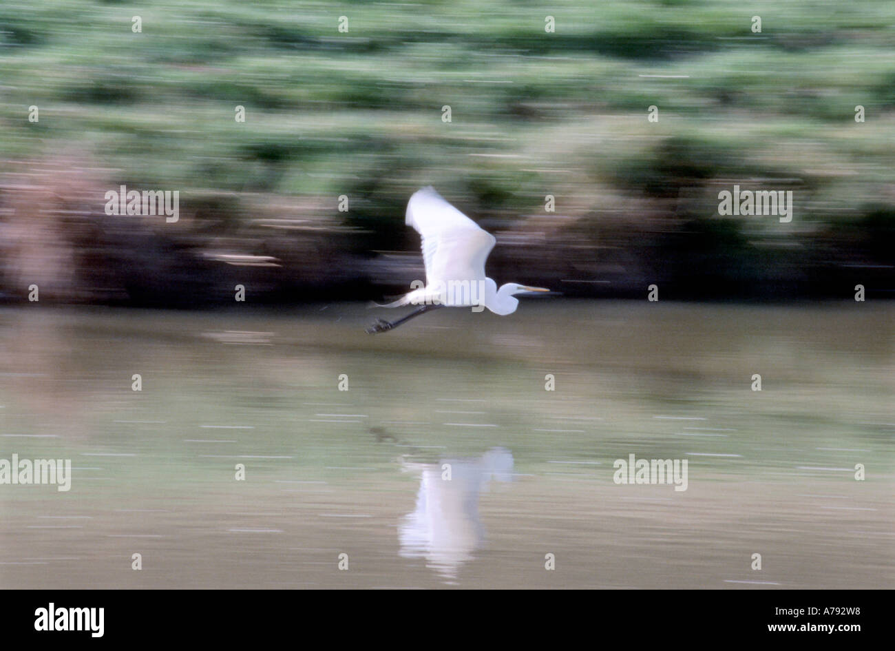 heron in flight Stock Photo - Alamy