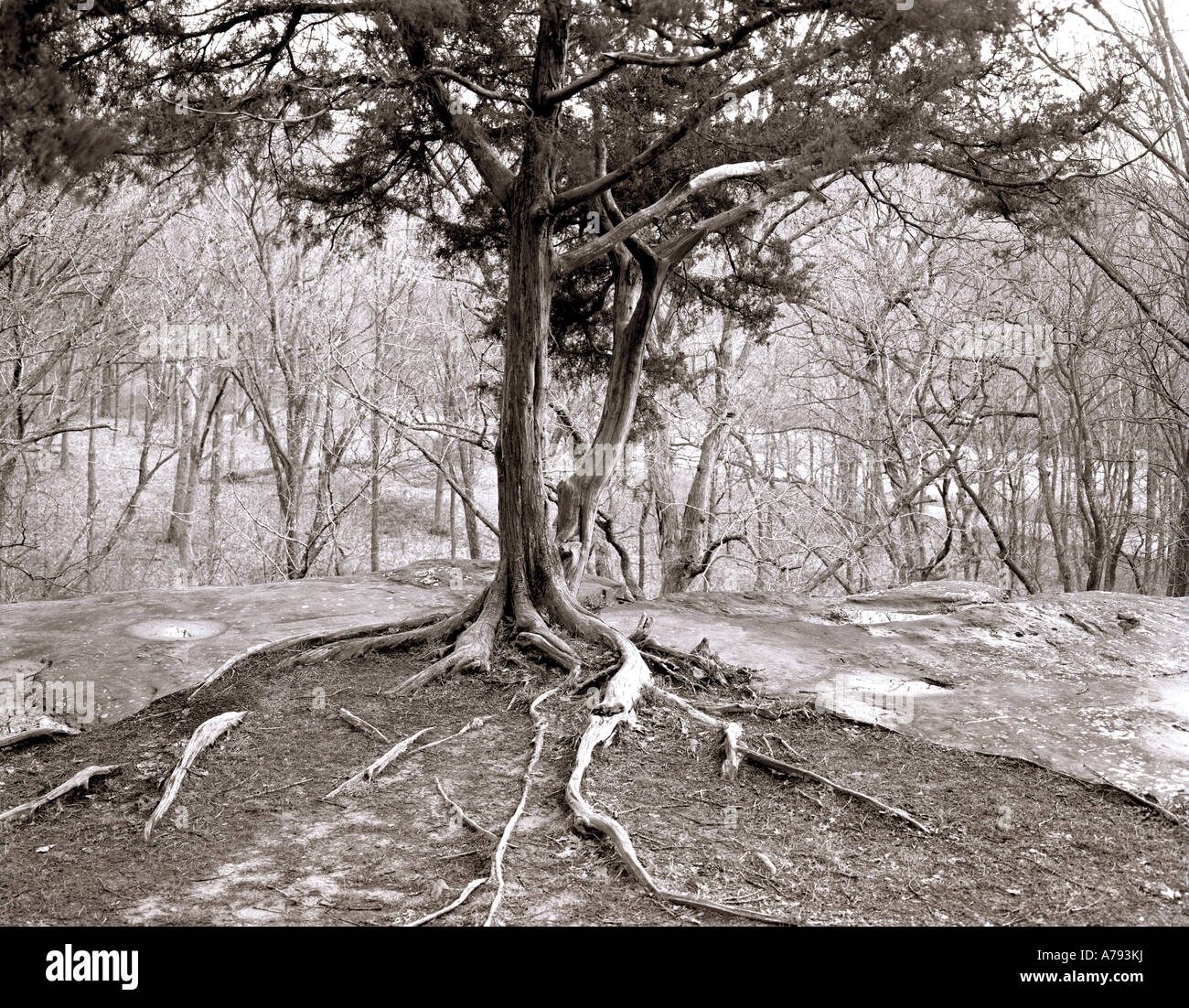 Tree and forest floor and elaborate root system on rocky ground Stock ...