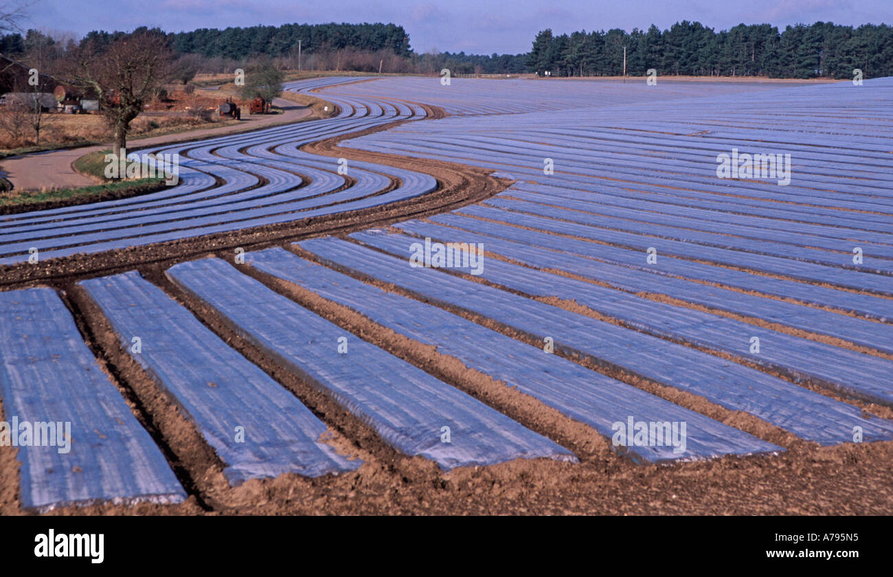 Potato crop field under fleece sheeting to promote rapid growth Butley ...