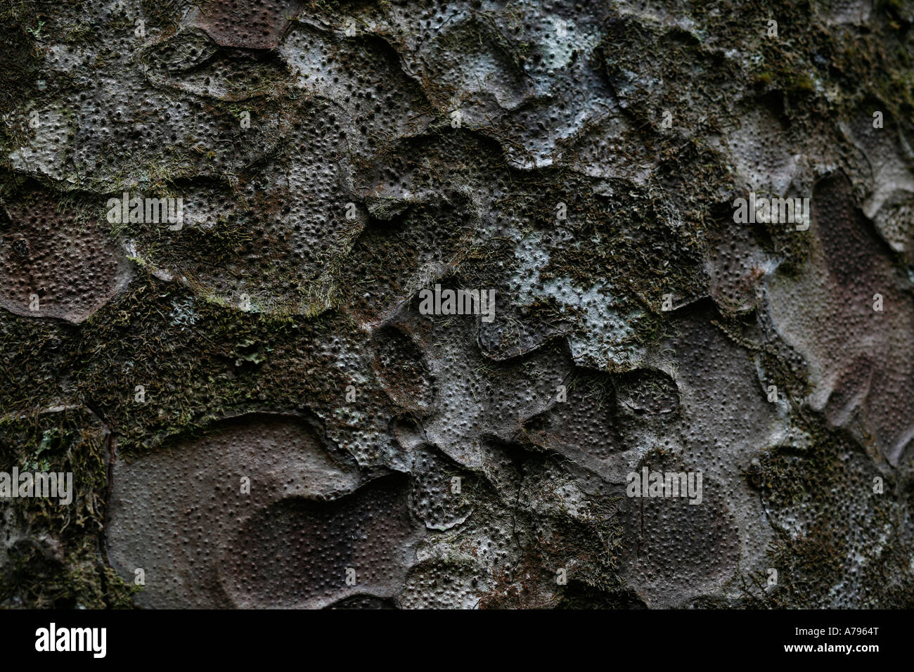 Kauri bark hi-res stock photography and images - Alamy