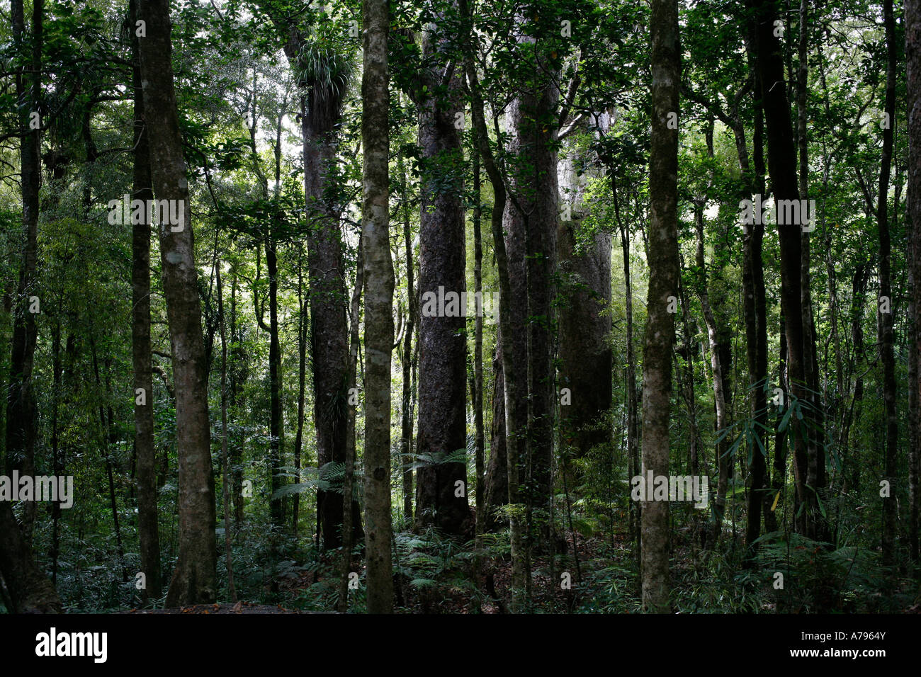 Kauri are unique hi-res stock photography and images - Alamy
