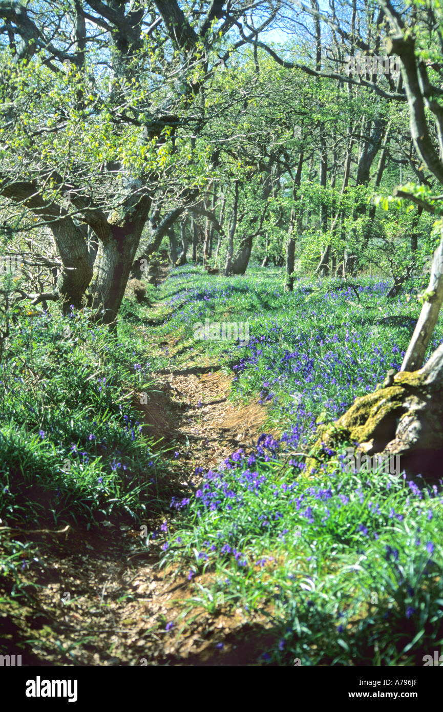 Bluebell family walk hi-res stock photography and images - Alamy