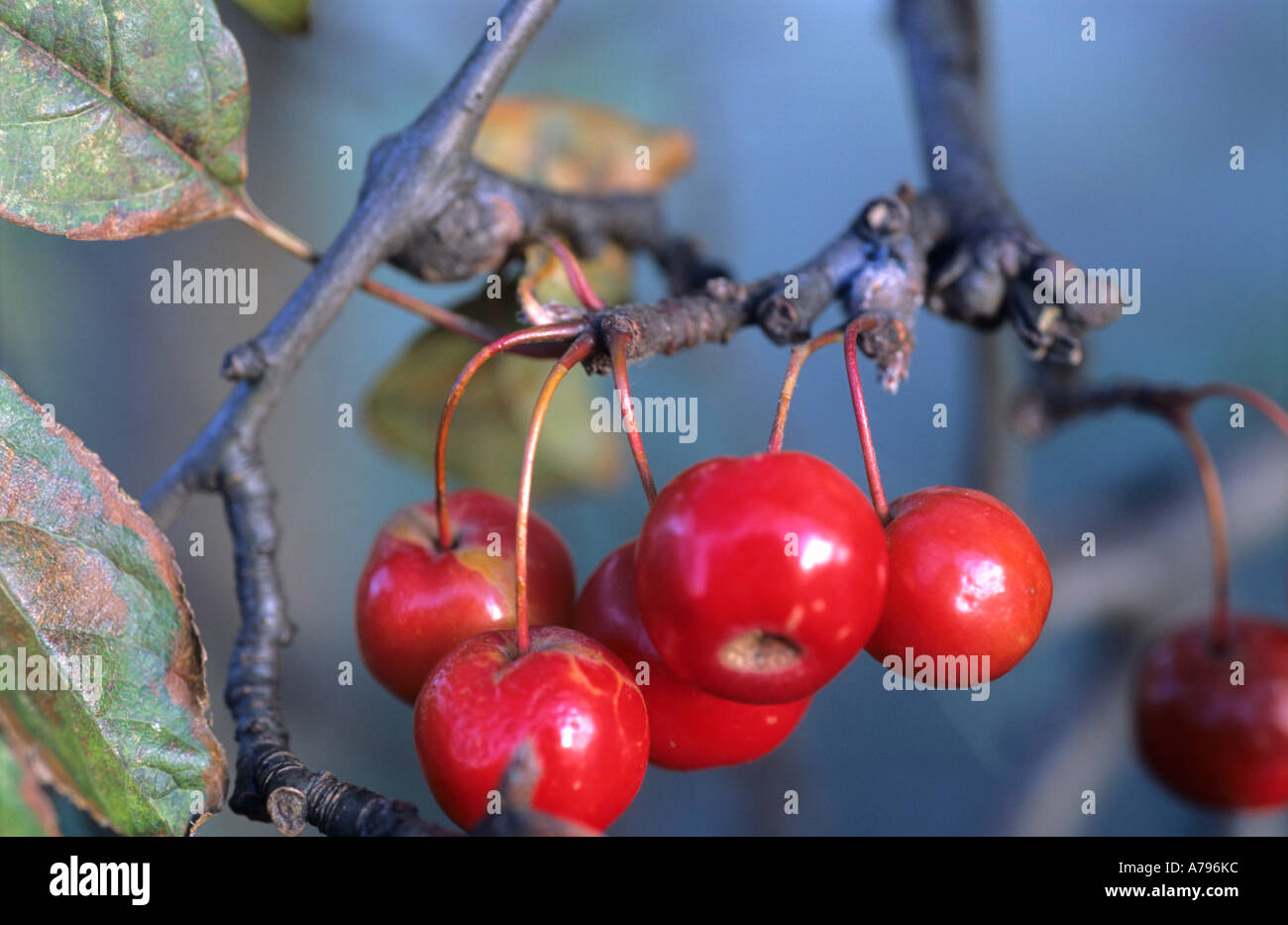 crab apples Mallus small shiny fruit Stock Photo - Alamy