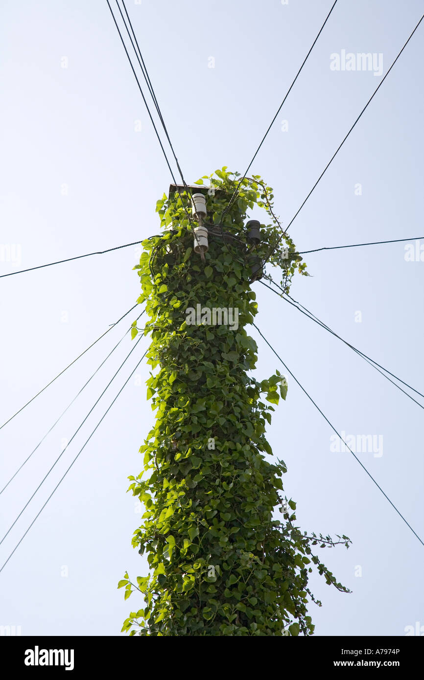Ivy Hedera covering telegraph pole and wires Wales UK Stock Photo - Alamy