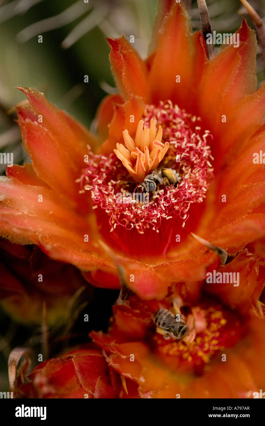 Digger Bee Family Anthophoridae on fishhook barrel cactus blossum ...
