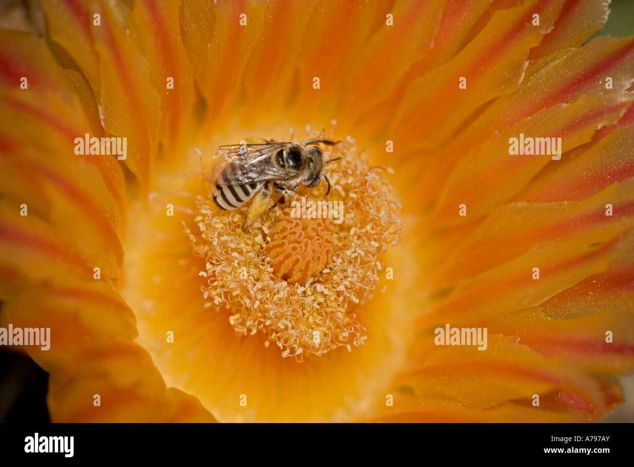 Digger Bee Family Anthophoridae on fishhook barrel cactus blossum ...