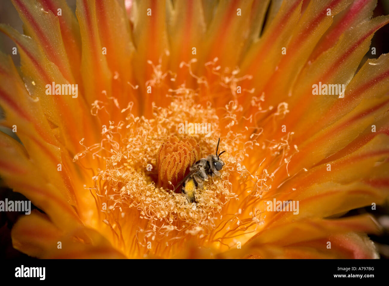 Digger Bee Family Anthophoridae on fishhook barrel cactus blossum ...