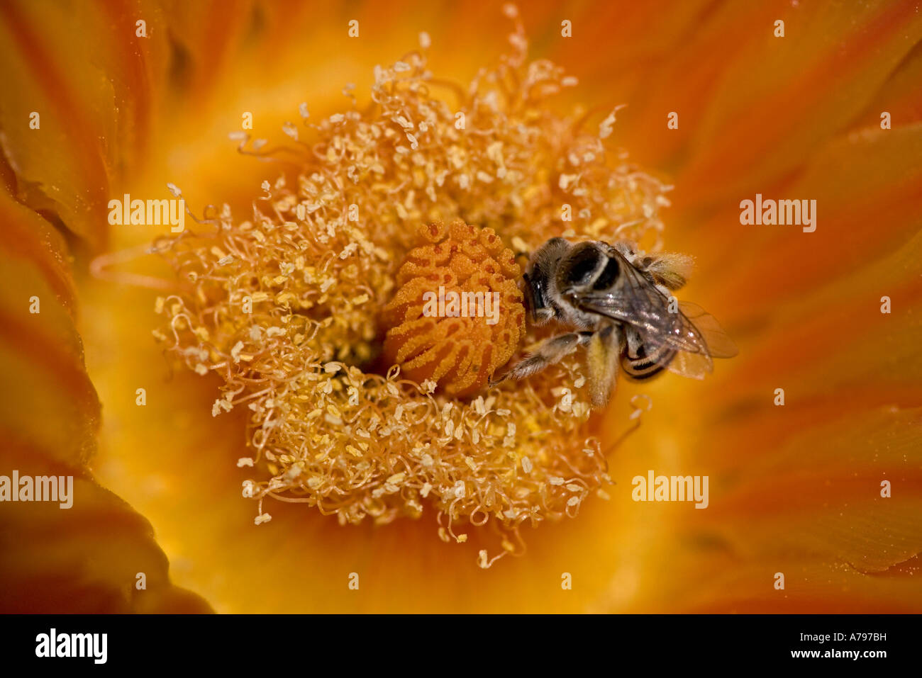 Digger Bee Family Anthophoridae on fishhook barrel cactus blossum ...