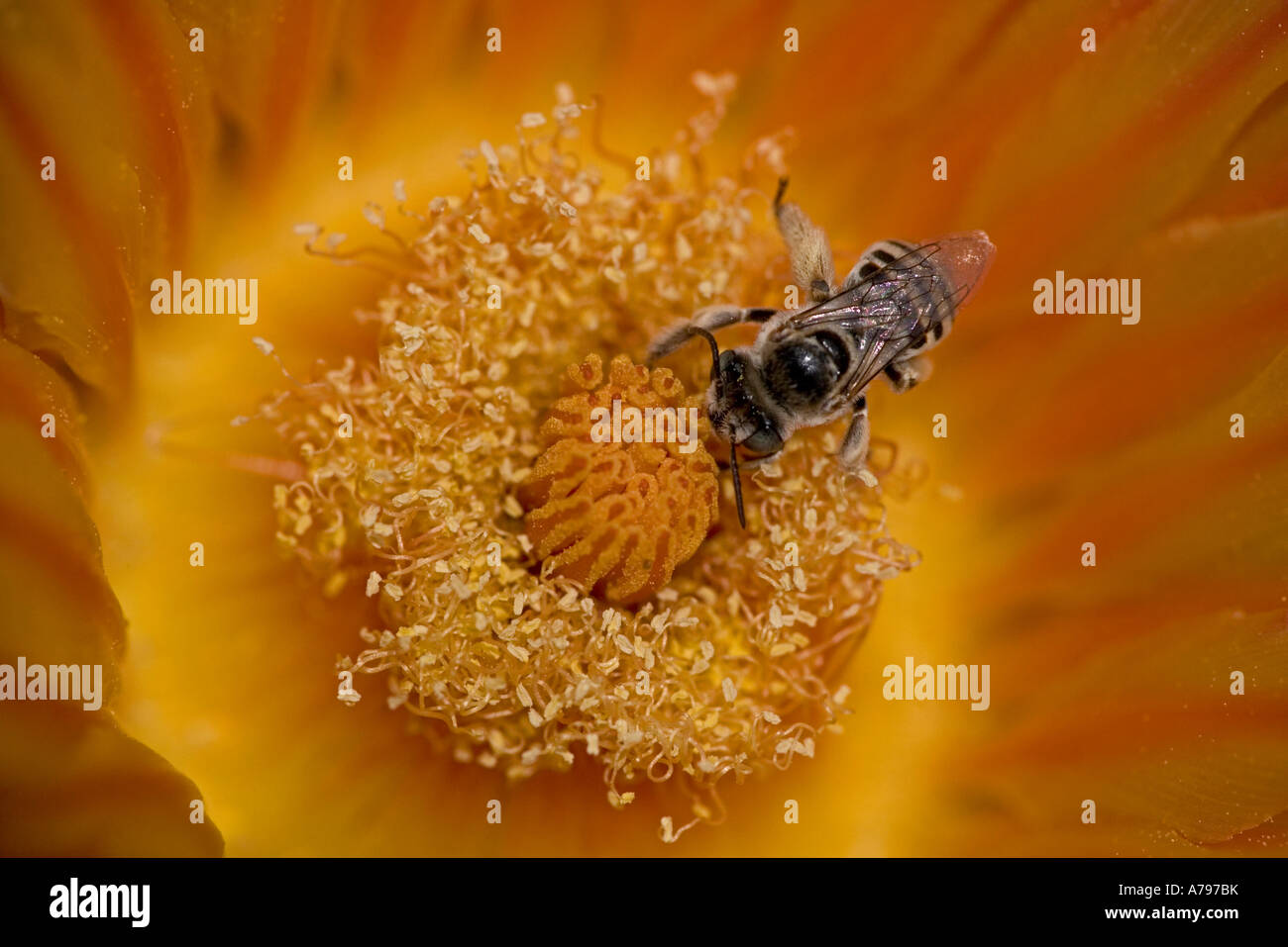 Digger Bee Family Anthophoridae on fishhook barrel cactus blossum ...