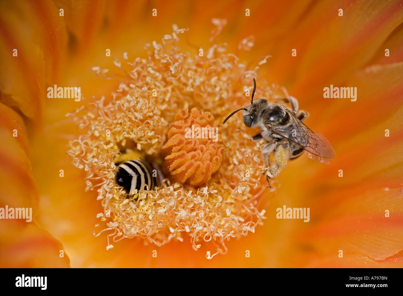 Digger Bee Family Anthophoridae on fishhook barrel cactus blossum ...