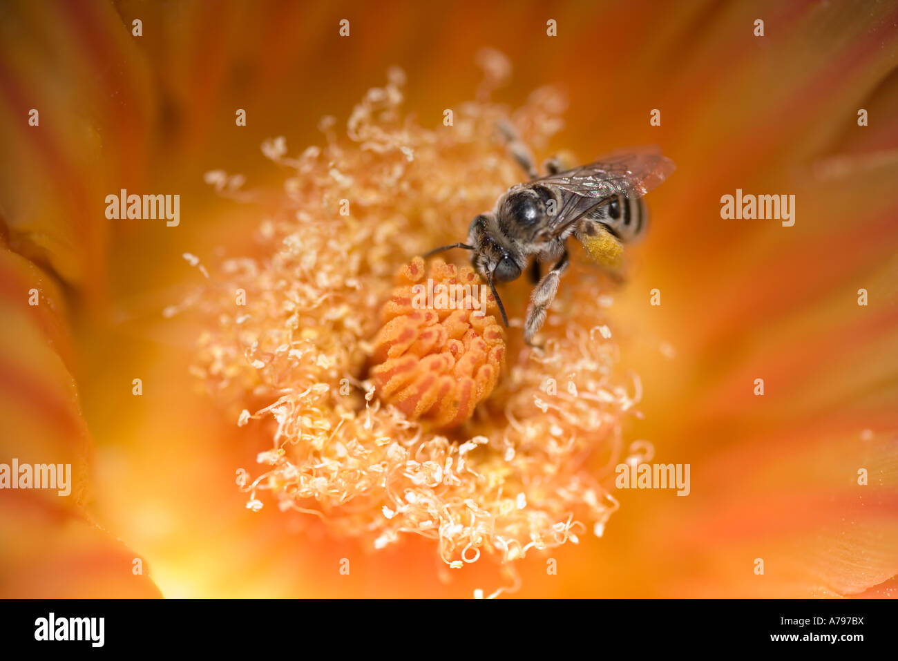 Digger Bee Family Anthophoridae on fishhook barrel cactus blossum ...