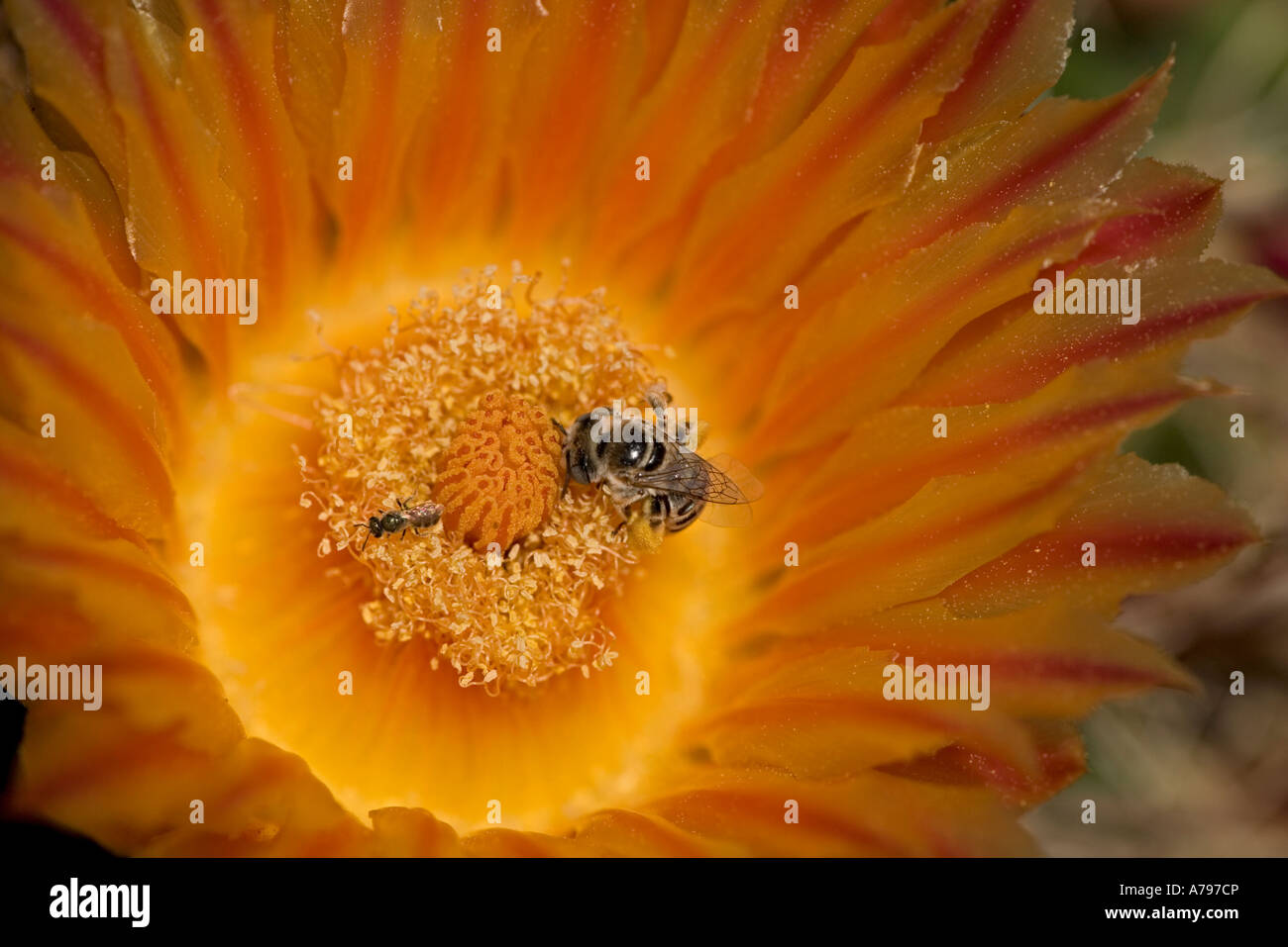 Digger Bee Family Anthophoridae on fishhook barrel cactus blossum ...