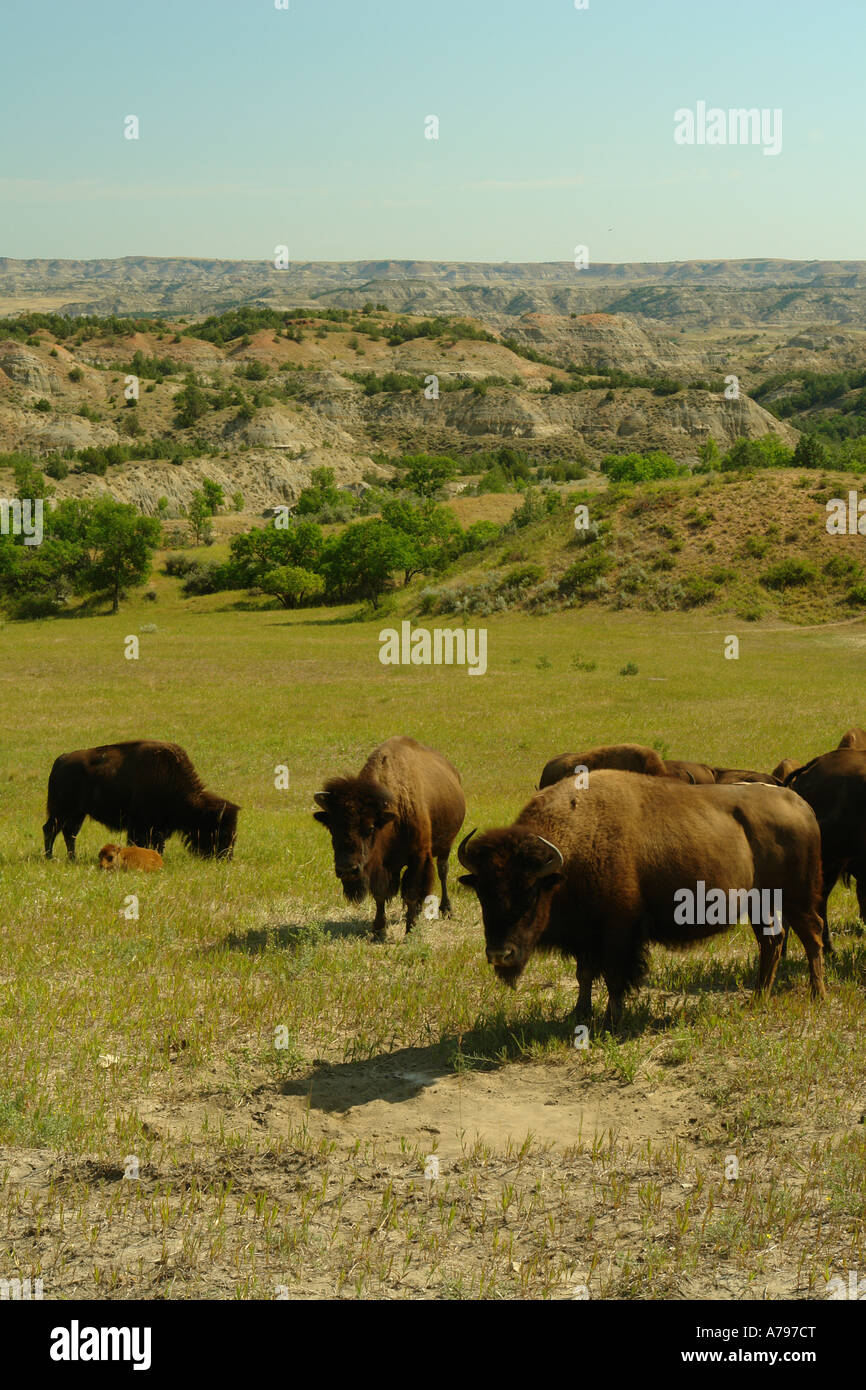 AJD57263, Medora, ND, North Dakota, Theodore Roosevelt National Park ...