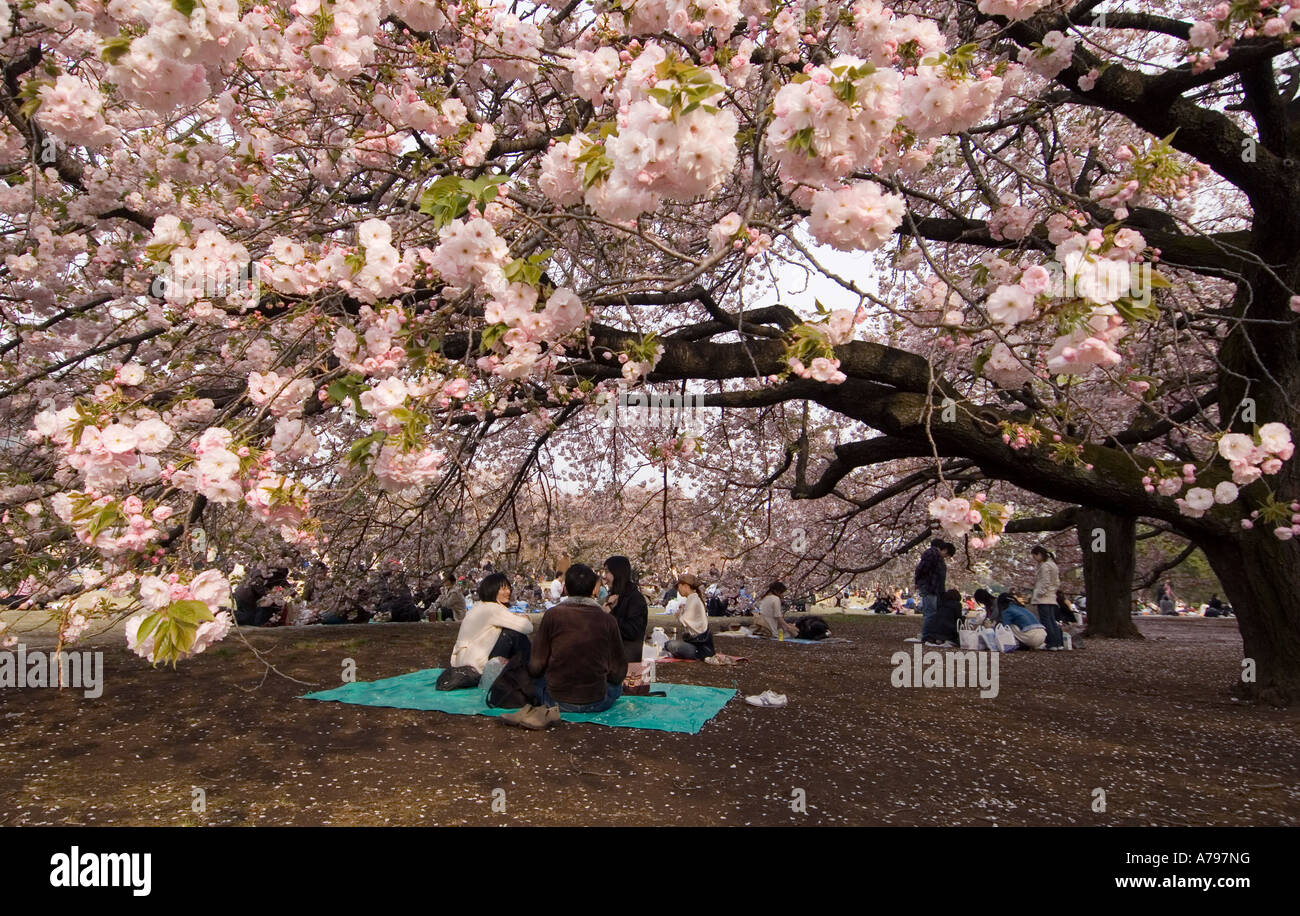 People having a picnic under cherry blossom trees in Tokyo Japan Stock Photo - Alamy