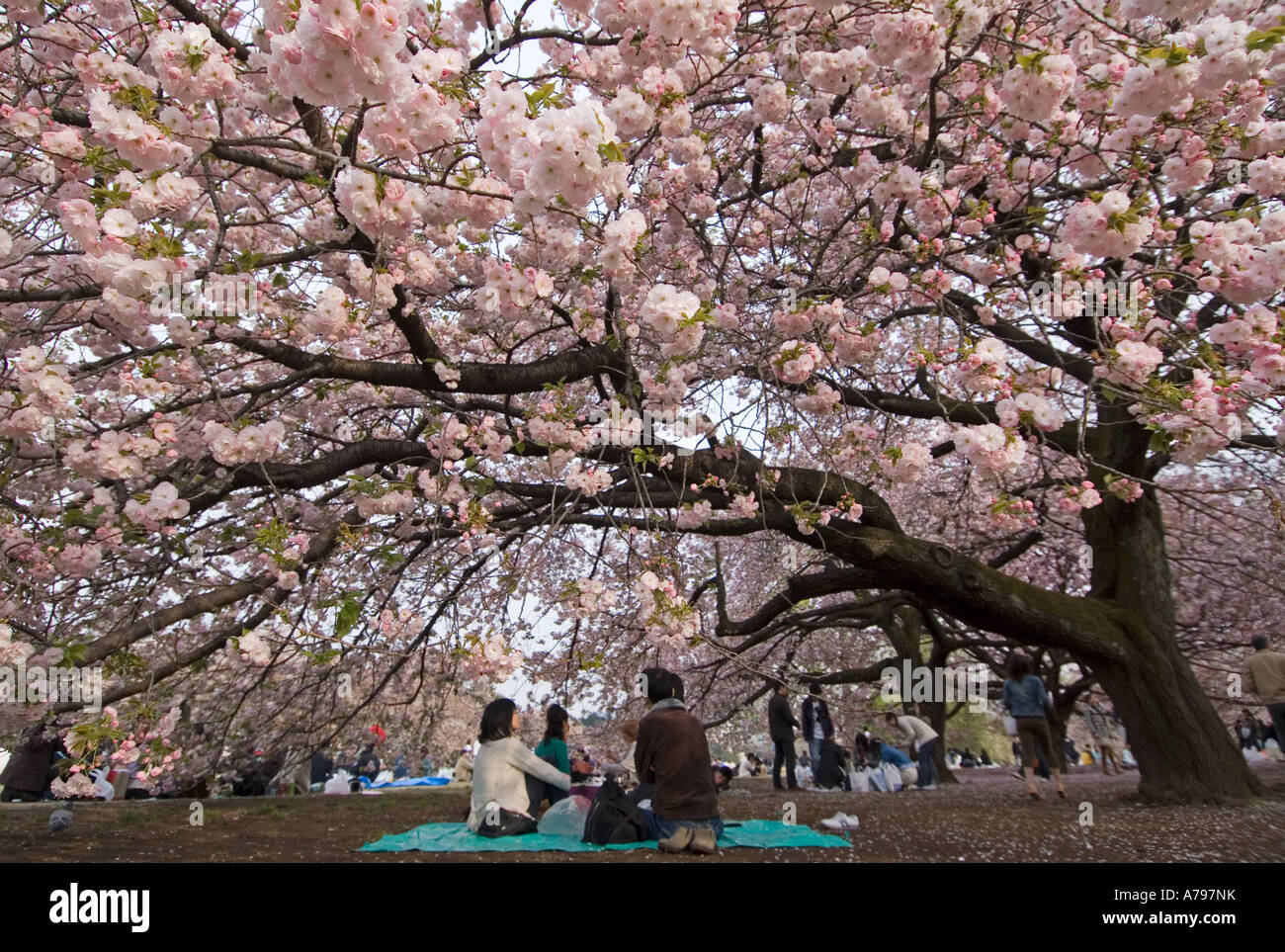 People having a picnic under cherry blossom trees in Tokyo Japan Stock Photo - Alamy