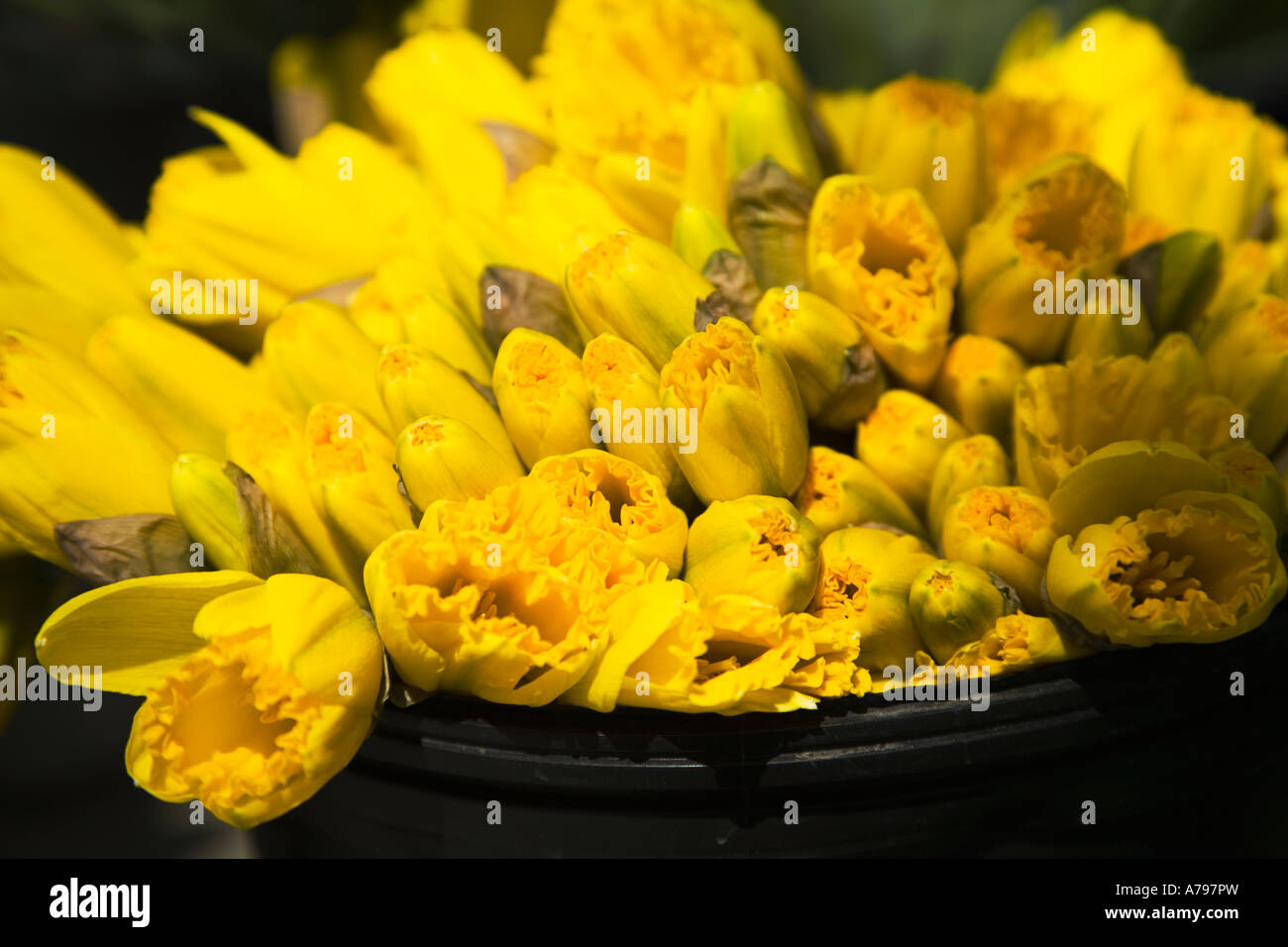 CHICAGO Illinois Yellow daffodils spring flowers in containers outside ...
