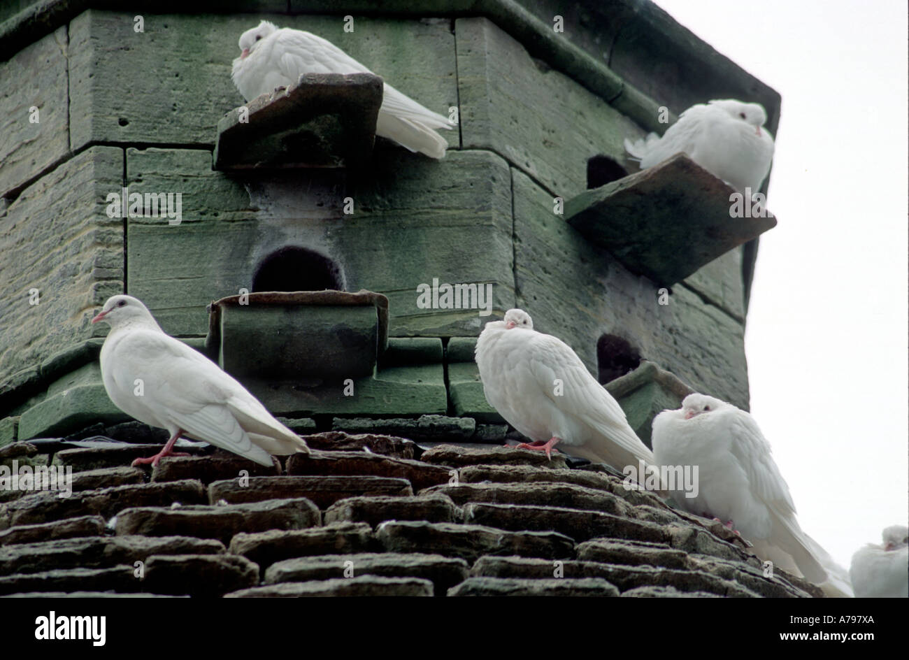Fluffy doves hi-res stock photography and images - Alamy