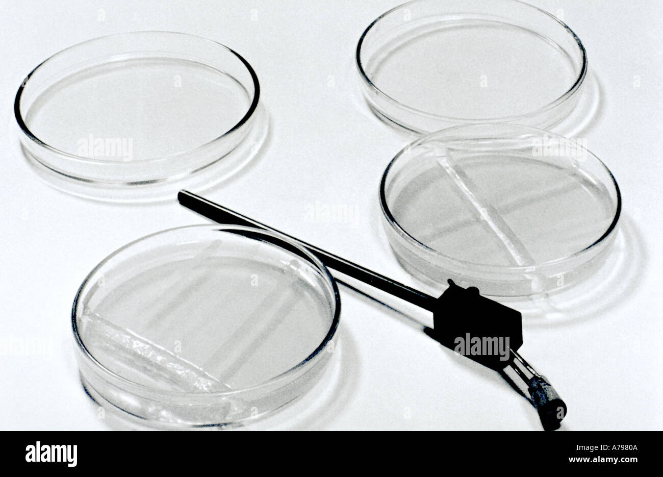 Alexander fleming petri dish hi-res stock photography and images - Alamy