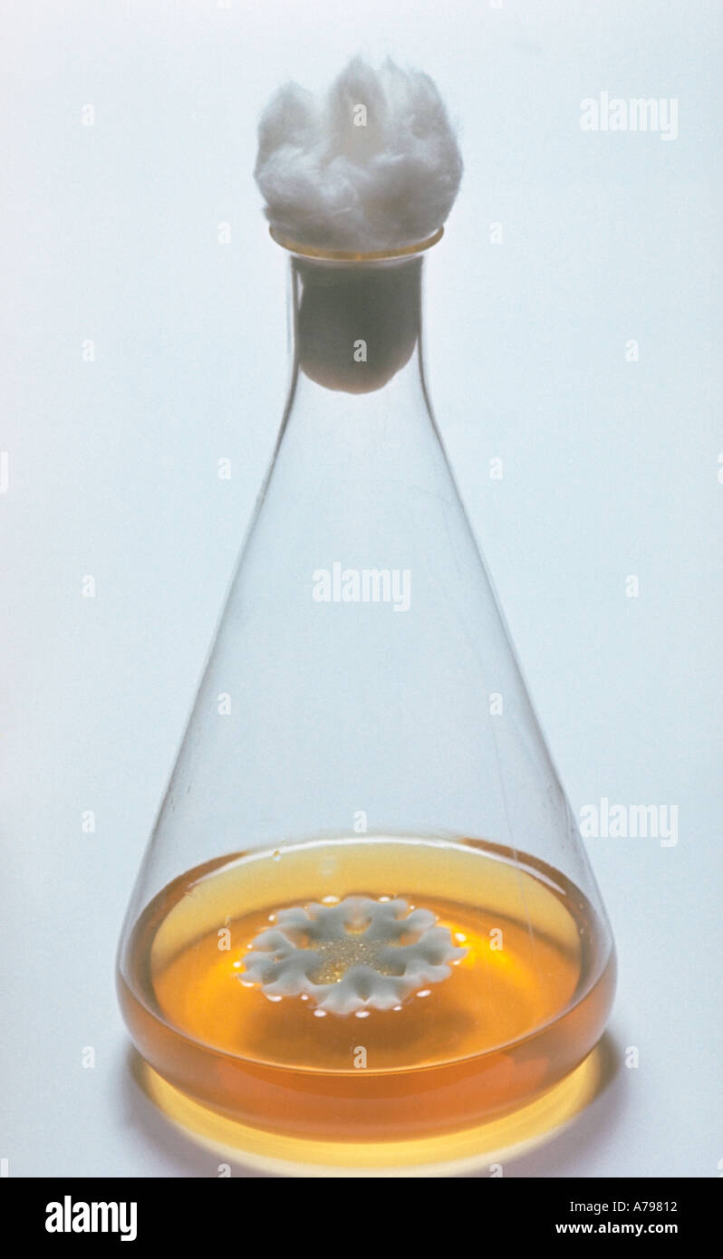 Fleming penicillin culture hi-res stock photography and images - Alamy