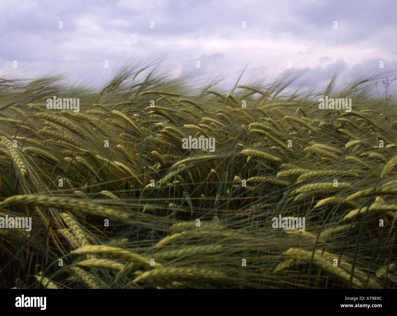 Green Barley Fife Scotland Stock Photo - Alamy