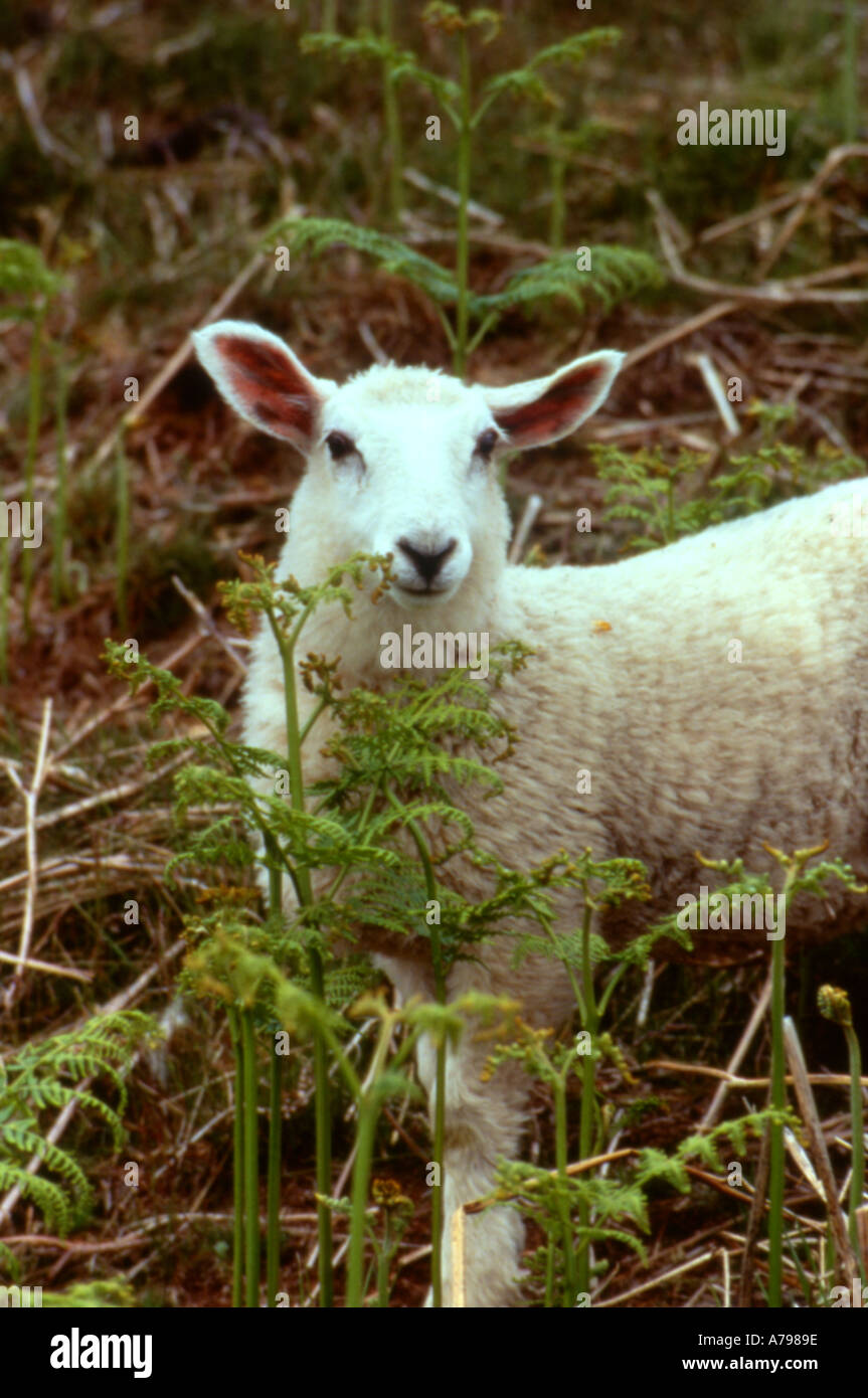 Spring Lamb in Fern Kinnesswood Scotland Stock Photo - Alamy