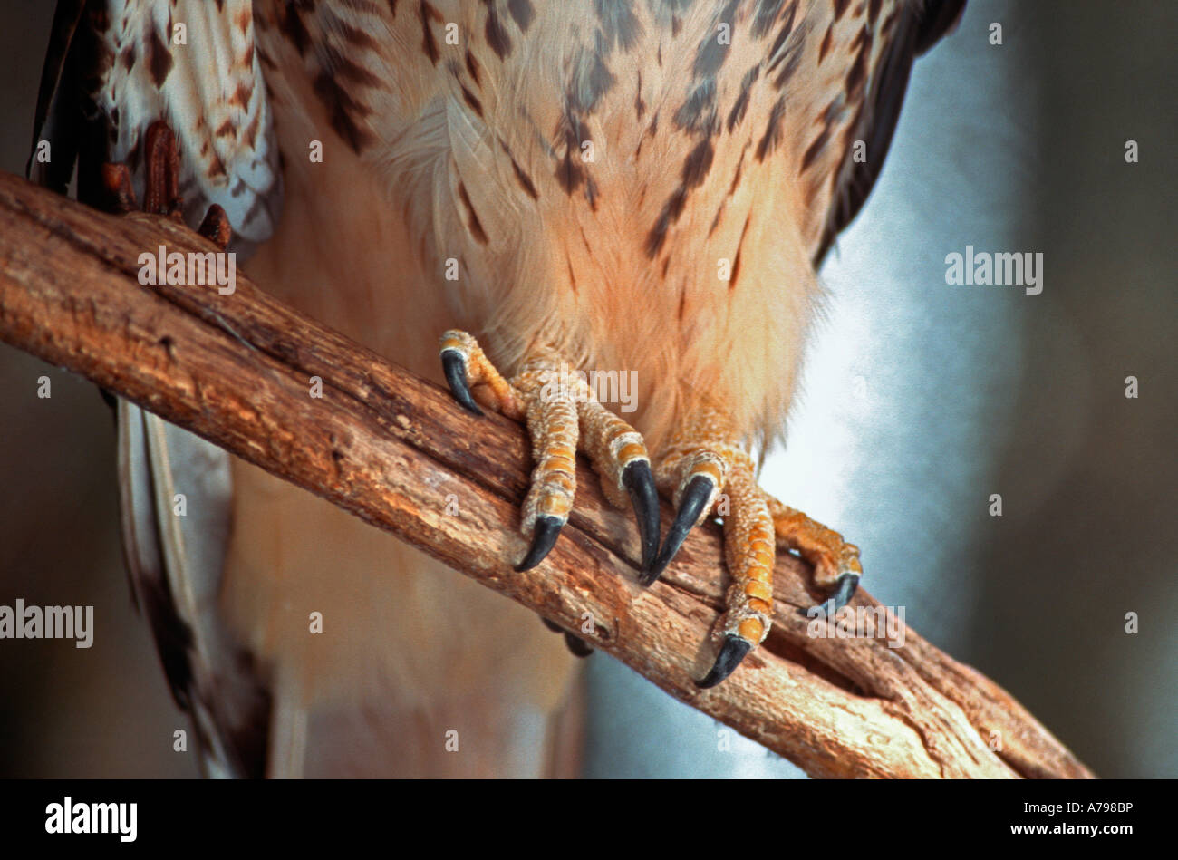 Red-tailed Hawk adult Buteo jamaicensis close up of feet showing ...