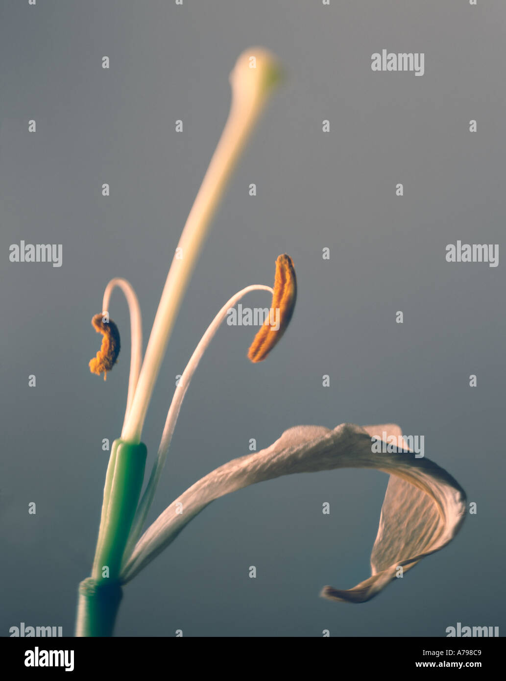 Wilting lily hi-res stock photography and images - Alamy