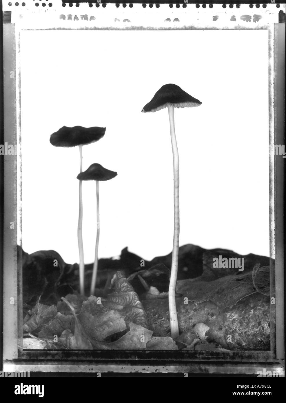 Toadstool Black and White Stock Photos & Images - Alamy