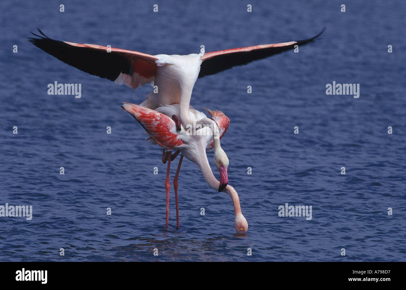 Flami hi-res stock photography and images - Alamy