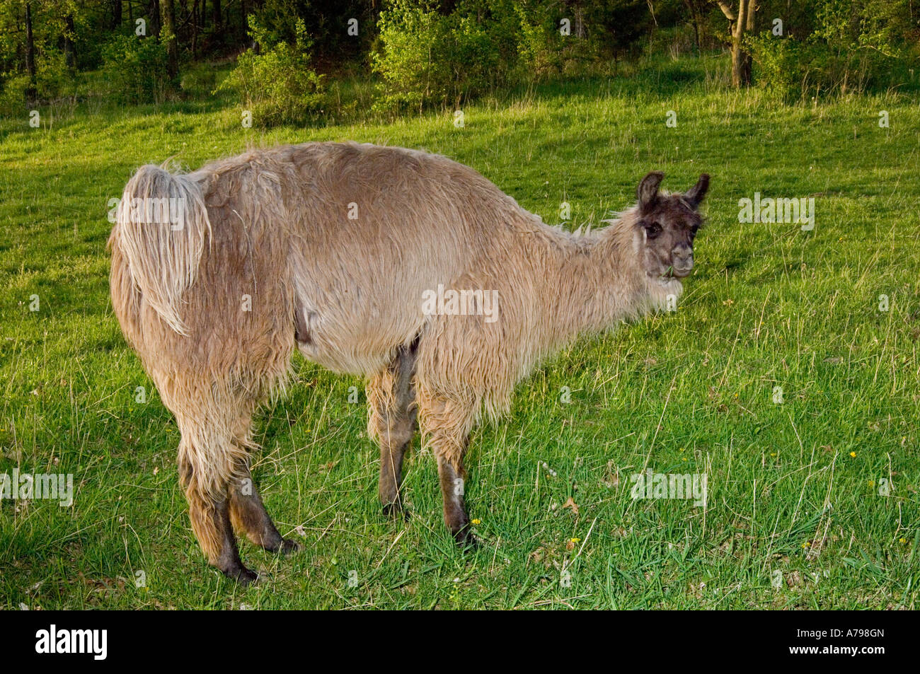 Lllama scientific name "Lama glama Stock Photo - Alamy