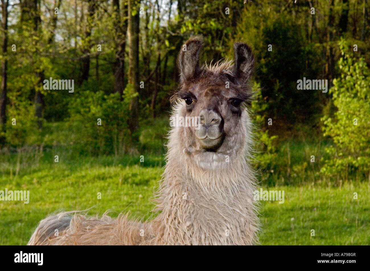 Lllama scientific name "Lama glama Stock Photo - Alamy