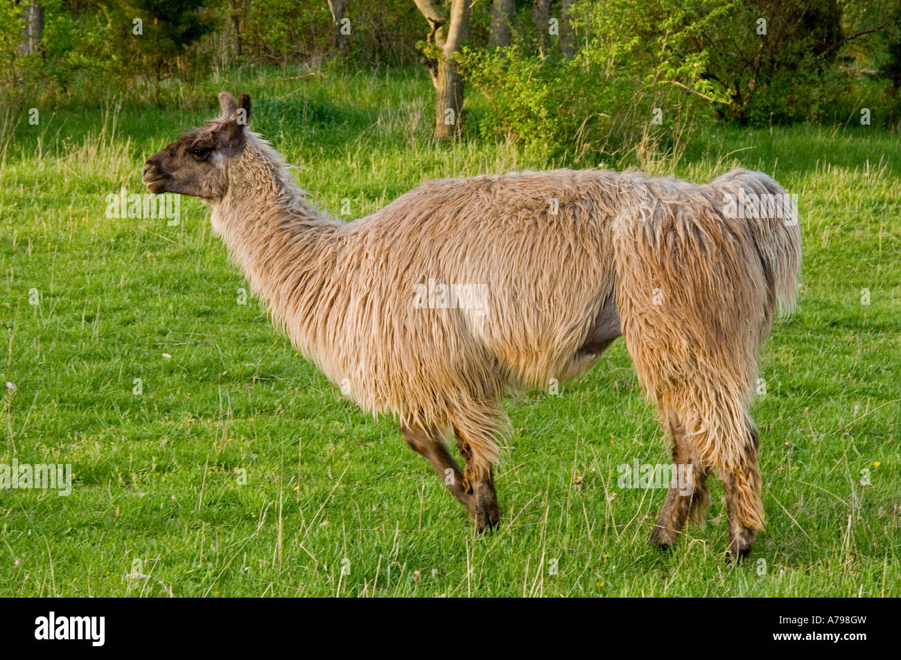 Lllama scientific name "Lama glama Stock Photo - Alamy