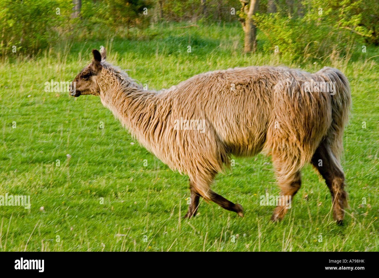 Lllama scientific name "Lama glama Stock Photo - Alamy
