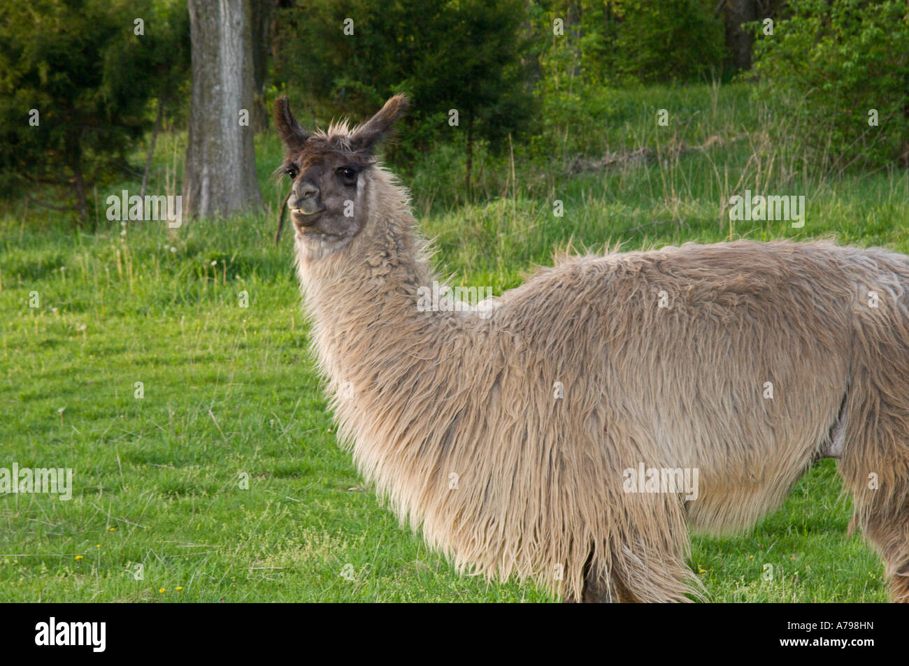 Lllama scientific name "Lama glama Stock Photo - Alamy