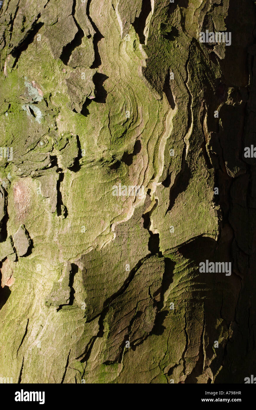 Sycamore tree peeling bark hi-res stock photography and images - Alamy