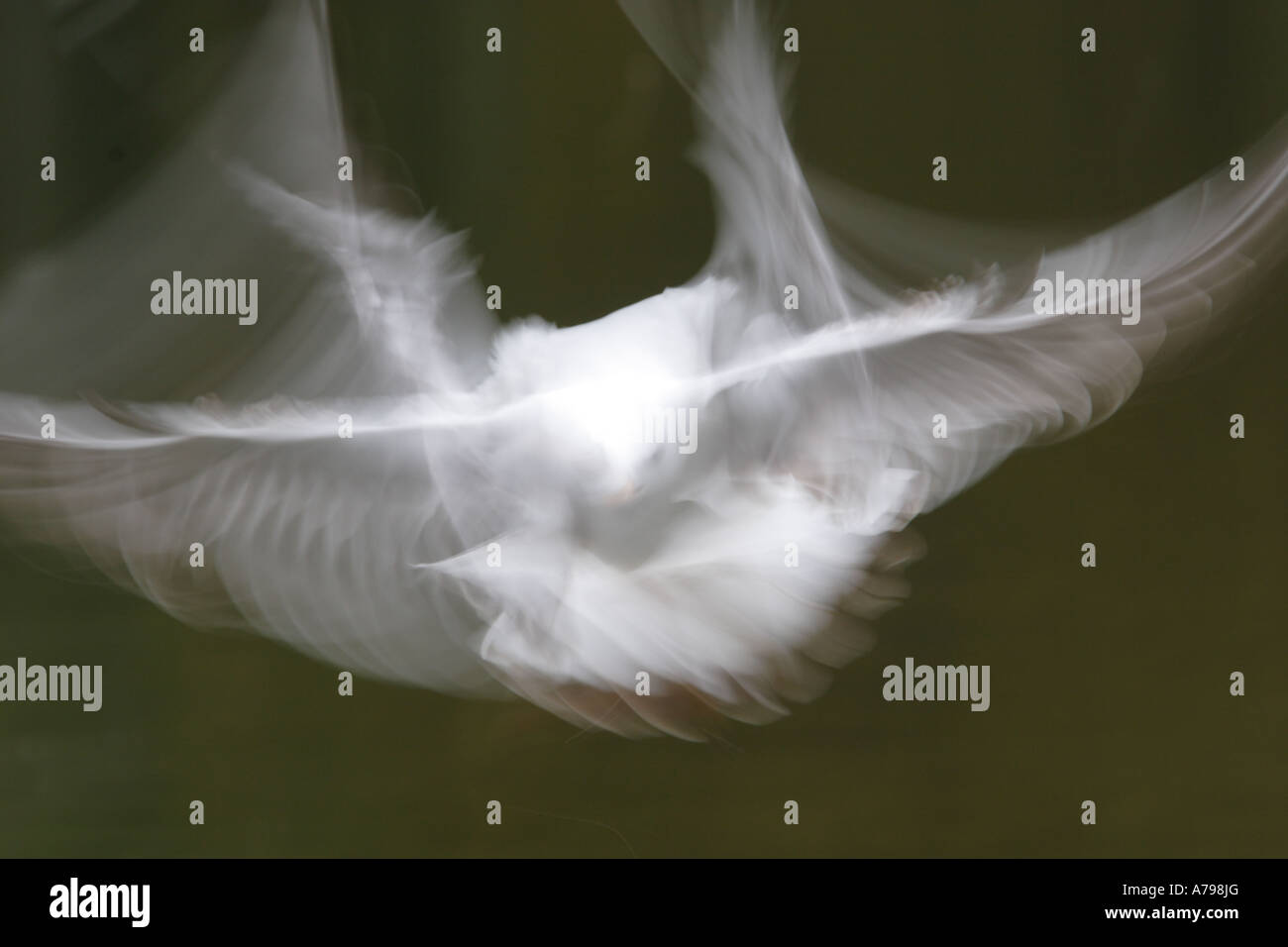 White Bird in Flight Stock Photo - Alamy