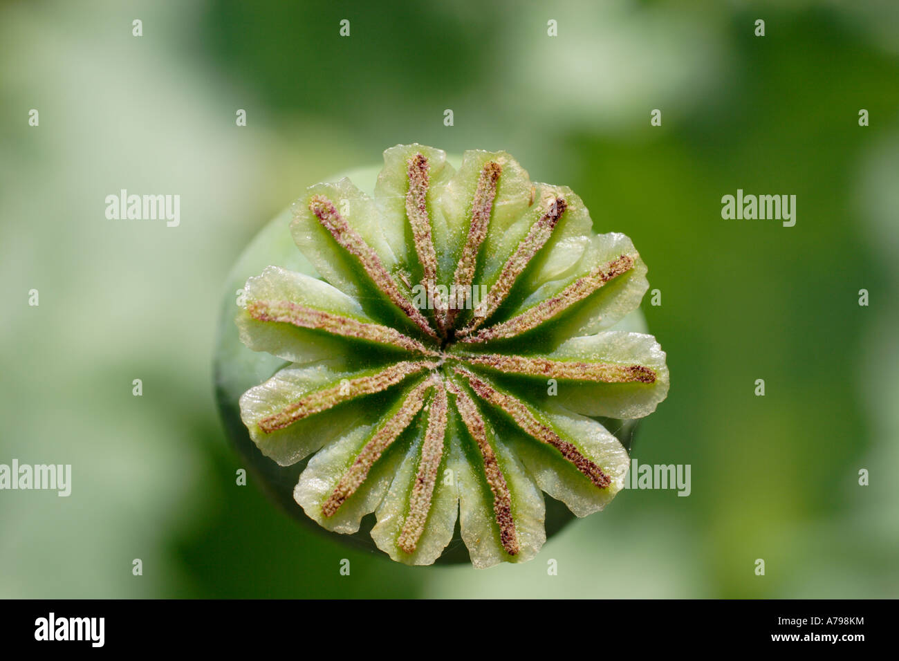 Seedhead poppy hi-res stock photography and images - Alamy