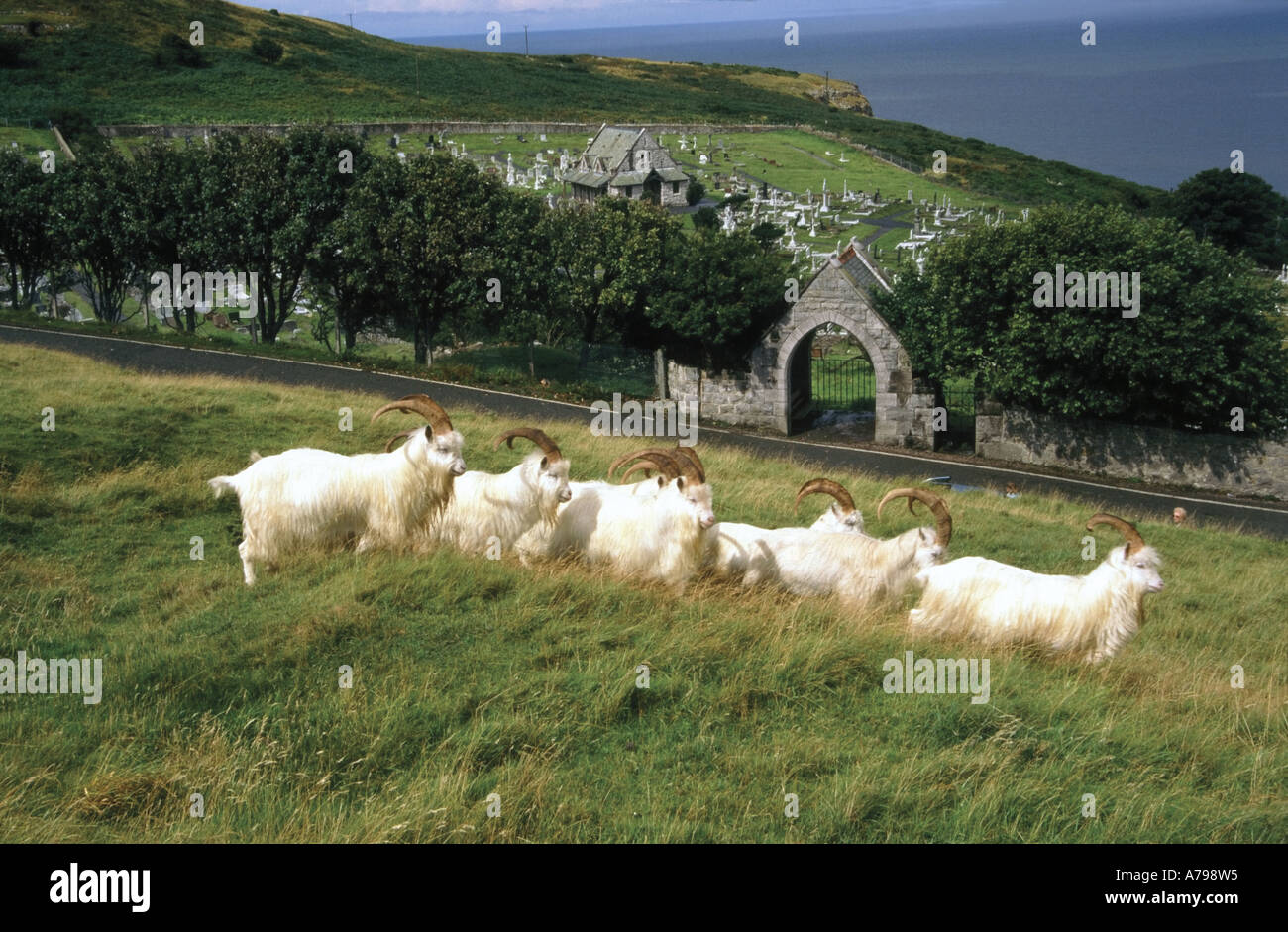 Herd of long horned sheep near Llandudno Wales famous for taking over ...