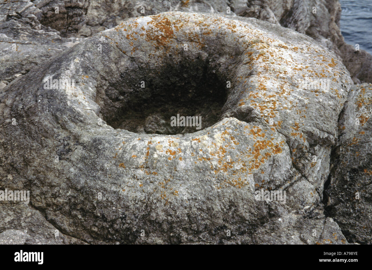 Prehistoric fossilised cycad in the Fossil Forest, above Lulworth Cove ...