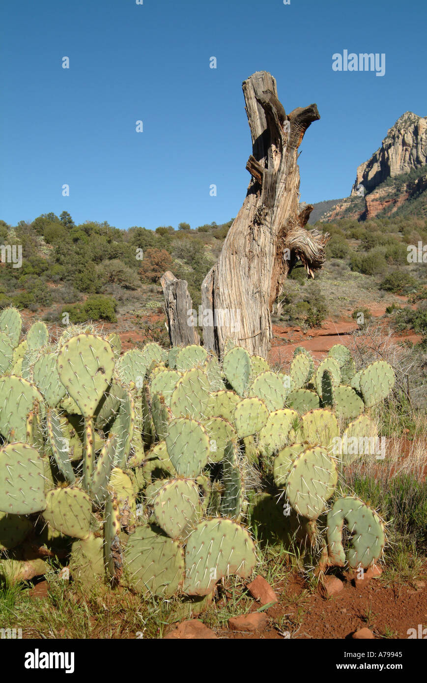 Prickly Pear Cactus Sedona Arizona Stock Photo - Alamy