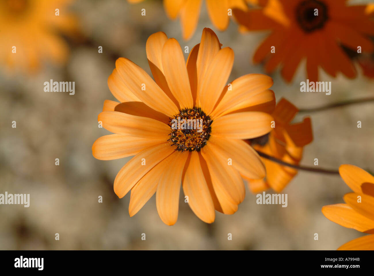 Orange Marigold in Scottsdale Arizona Stock Photo - Alamy